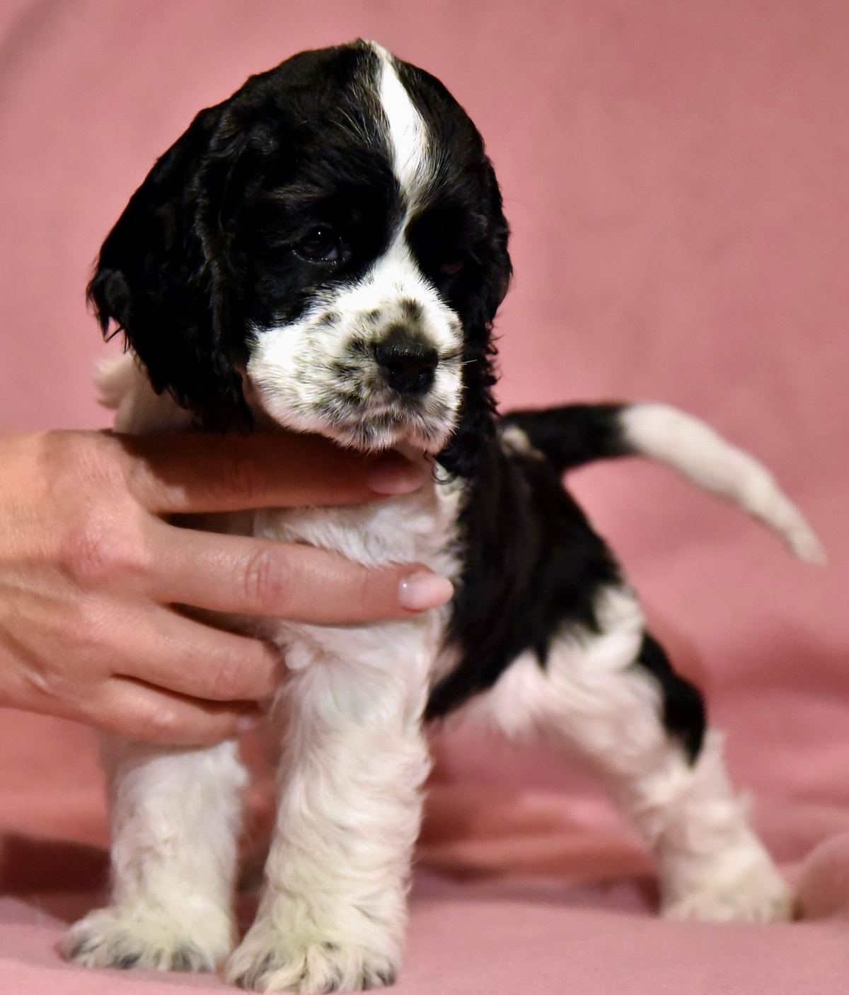 Citronellas Kennel - Valpar